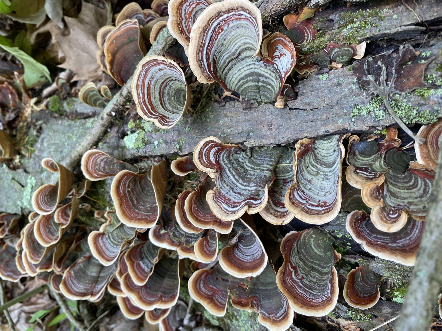 Hike the Trust: Touch the Earth Natural Area | Visit Columbus Indiana